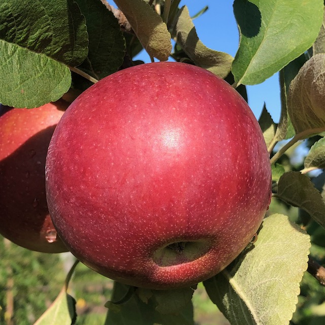 2021 Apple Maturity Report : Center for Agriculture, Food, and the ...
