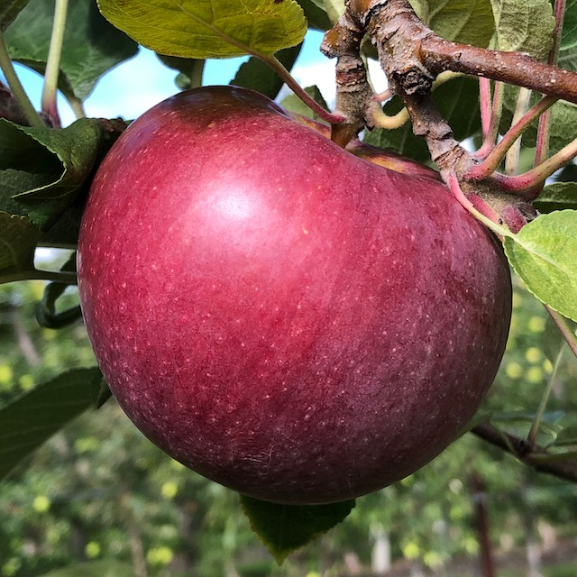 2021 Apple Maturity Report : Center for Agriculture, Food, and the ...