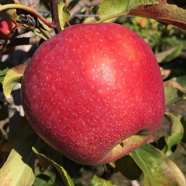 2021 Apple Maturity Report : Center for Agriculture, Food, and the ...