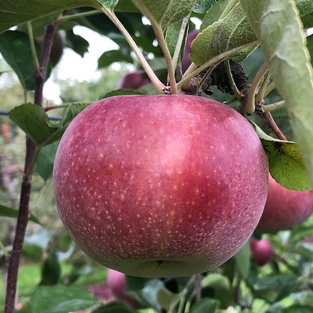 2021 Apple Maturity Report : Center for Agriculture, Food, and the ...
