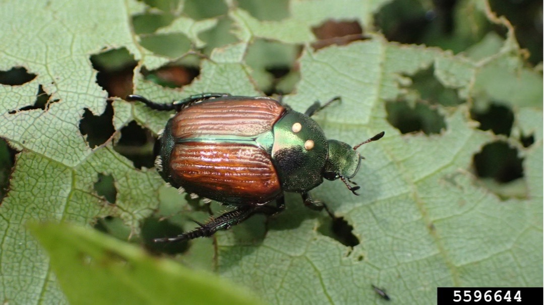 Hort Notes 2023 Vol. 34:6 : Center for Agriculture, Food, and the ...