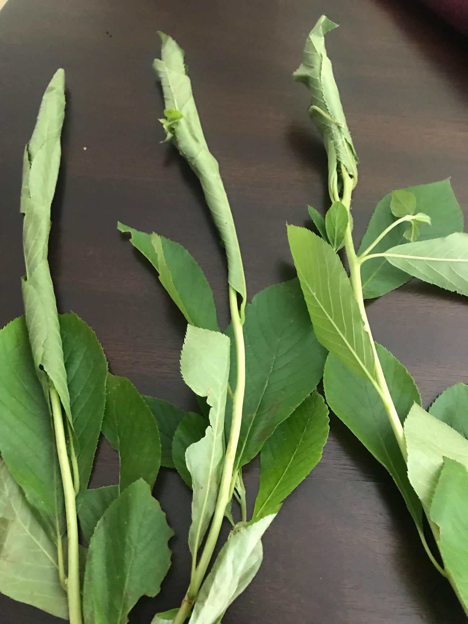 Landscape Message: June 21, 2024 : Center for Agriculture, Food, and ...