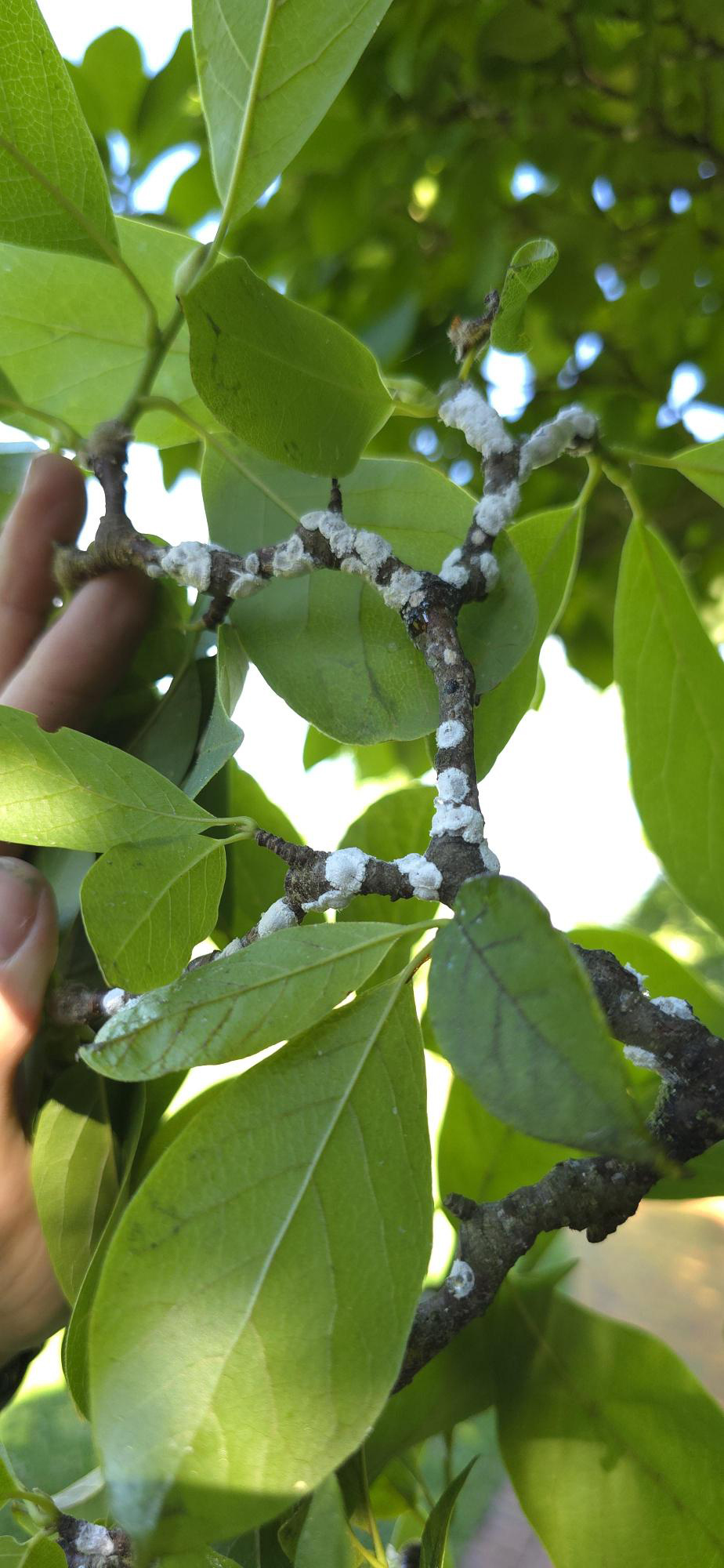 Landscape Message: July 12, 2024 : Center for Agriculture, Food, and ...