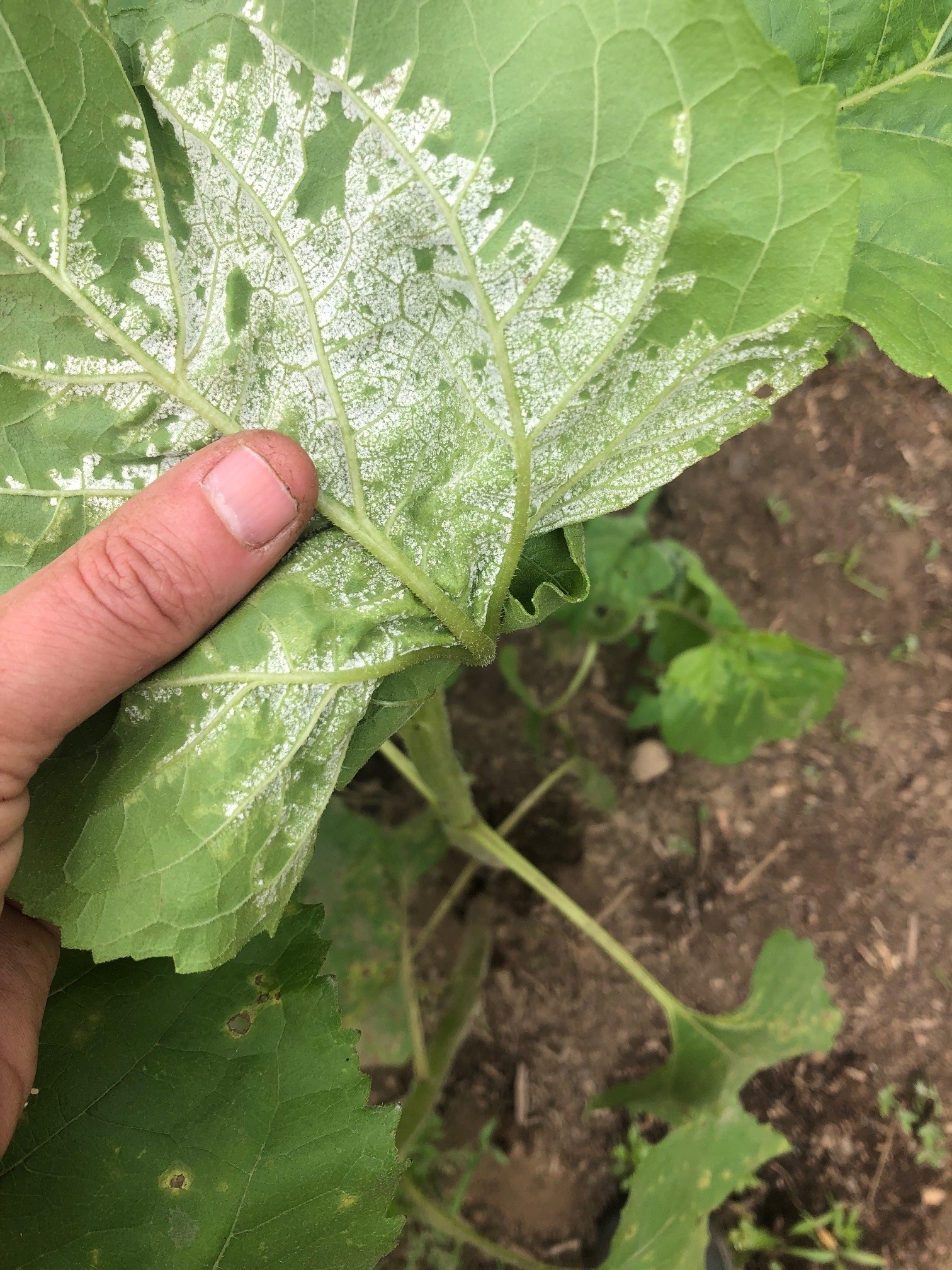 Greenhouse Updates: June 27, 2023 : Center for Agriculture, Food, and ...
