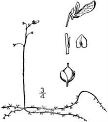 Aquatic Weeds: Biology, Diversity and Grower Assestment of Presence on ...