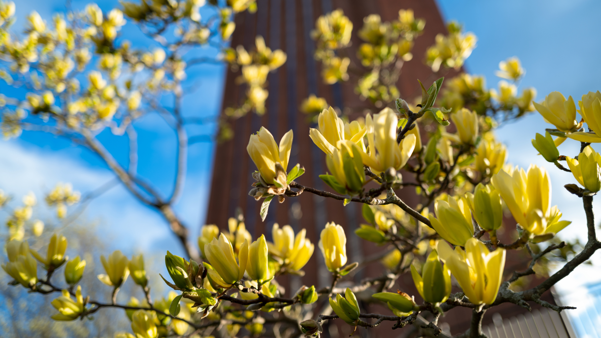 Spring of Junior year: Time to think about my thesis! : Commonwealth ...