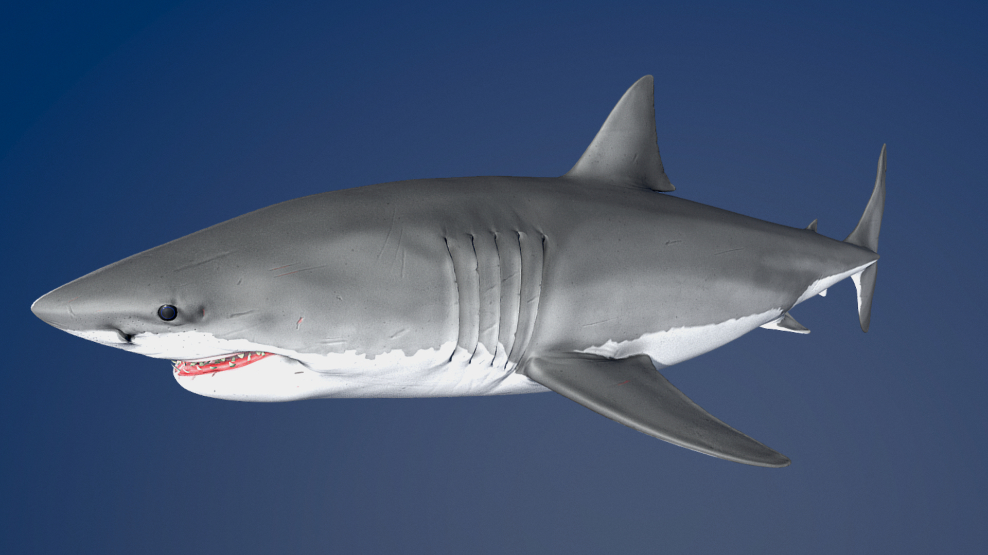 Explore the most Realistic 3D Interactive Sharks ever Created with Save ...