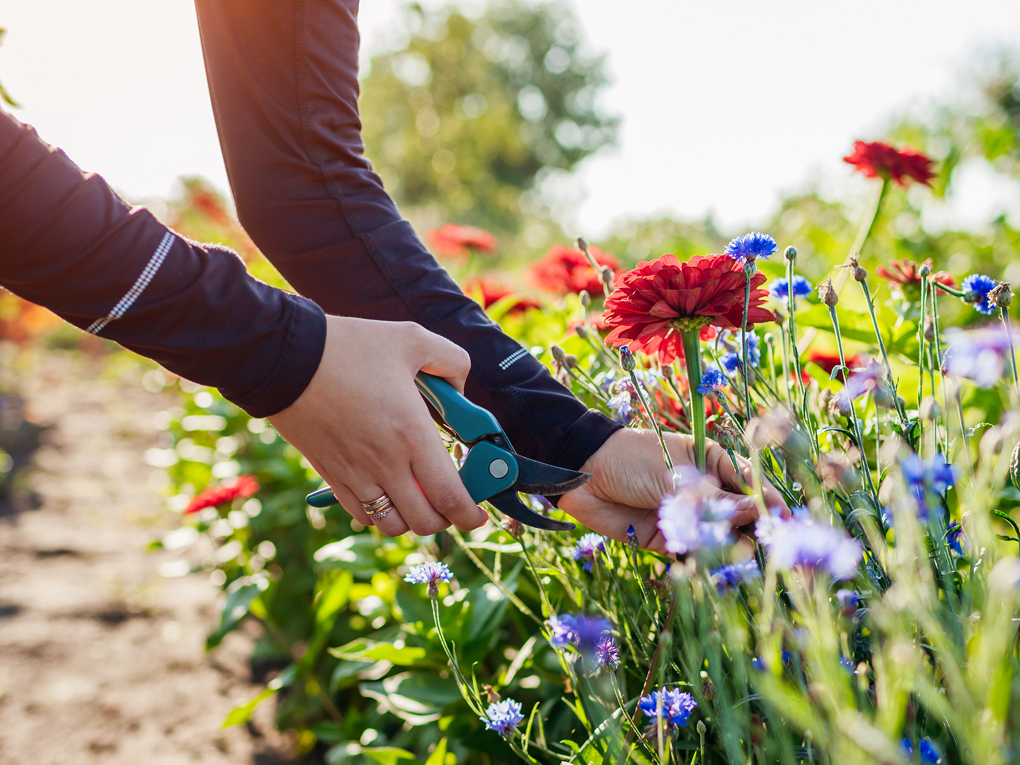 'Boston Globe' Speaks with Hannah Whitehead on Growing Interest in Cut ...