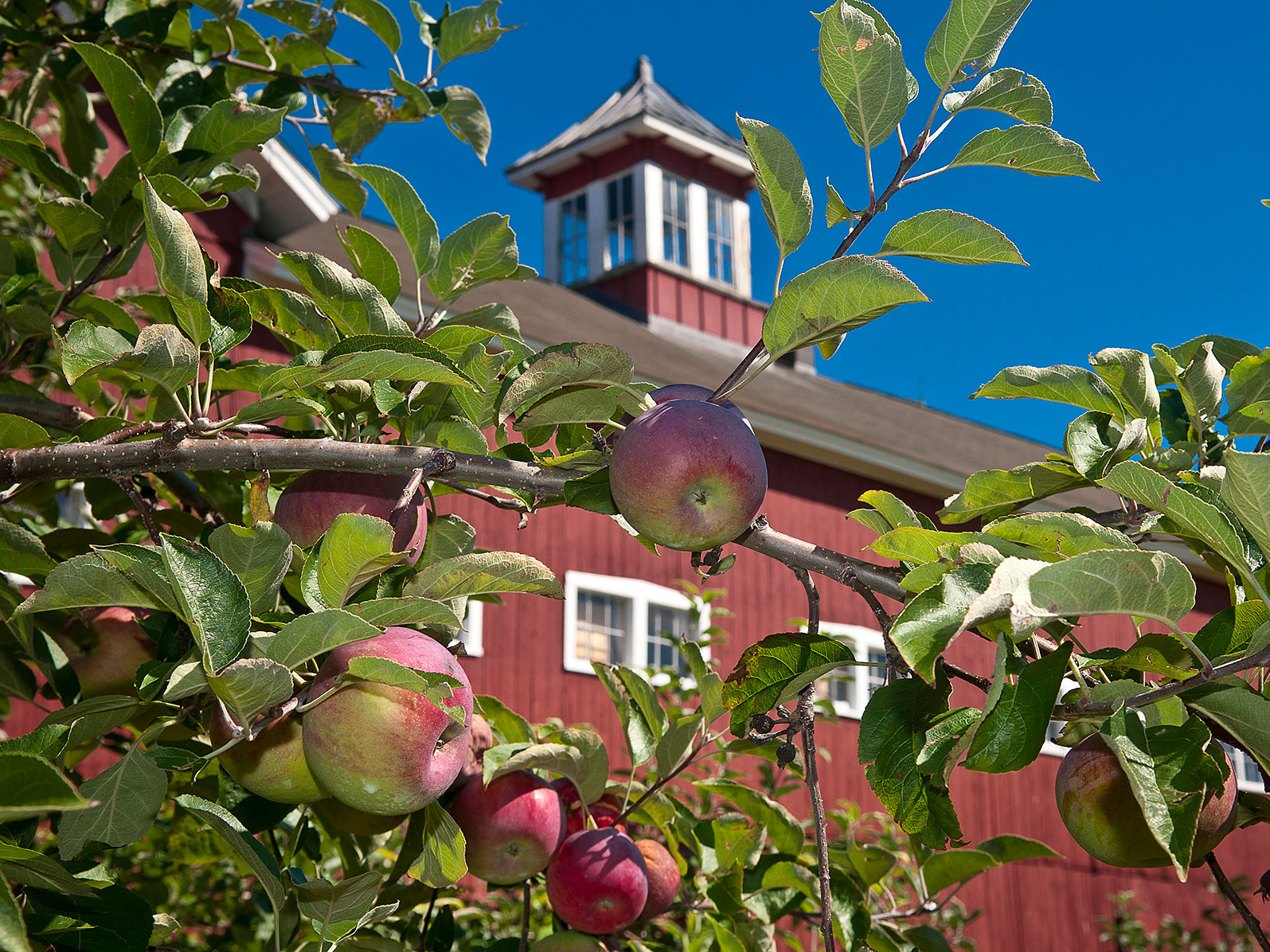 Cold Spring Orchard Included on 'Boston Globe' Top Ten List for Apple ...