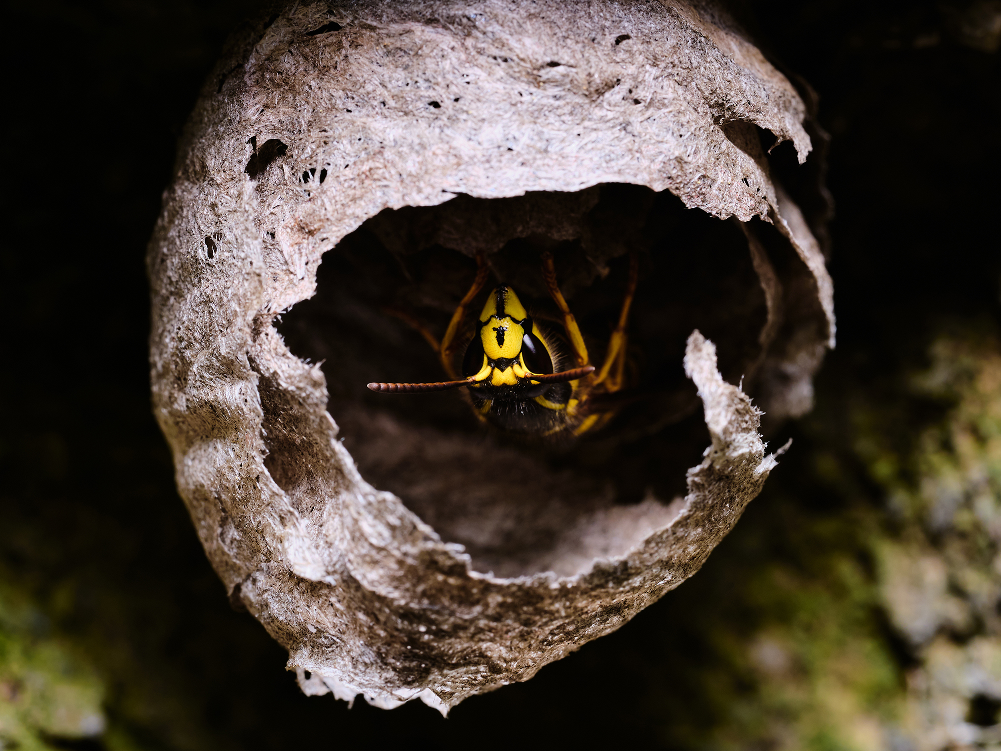 Tawny Simisky Explains Fall Yellowjacket Interactions to 'Daily ...