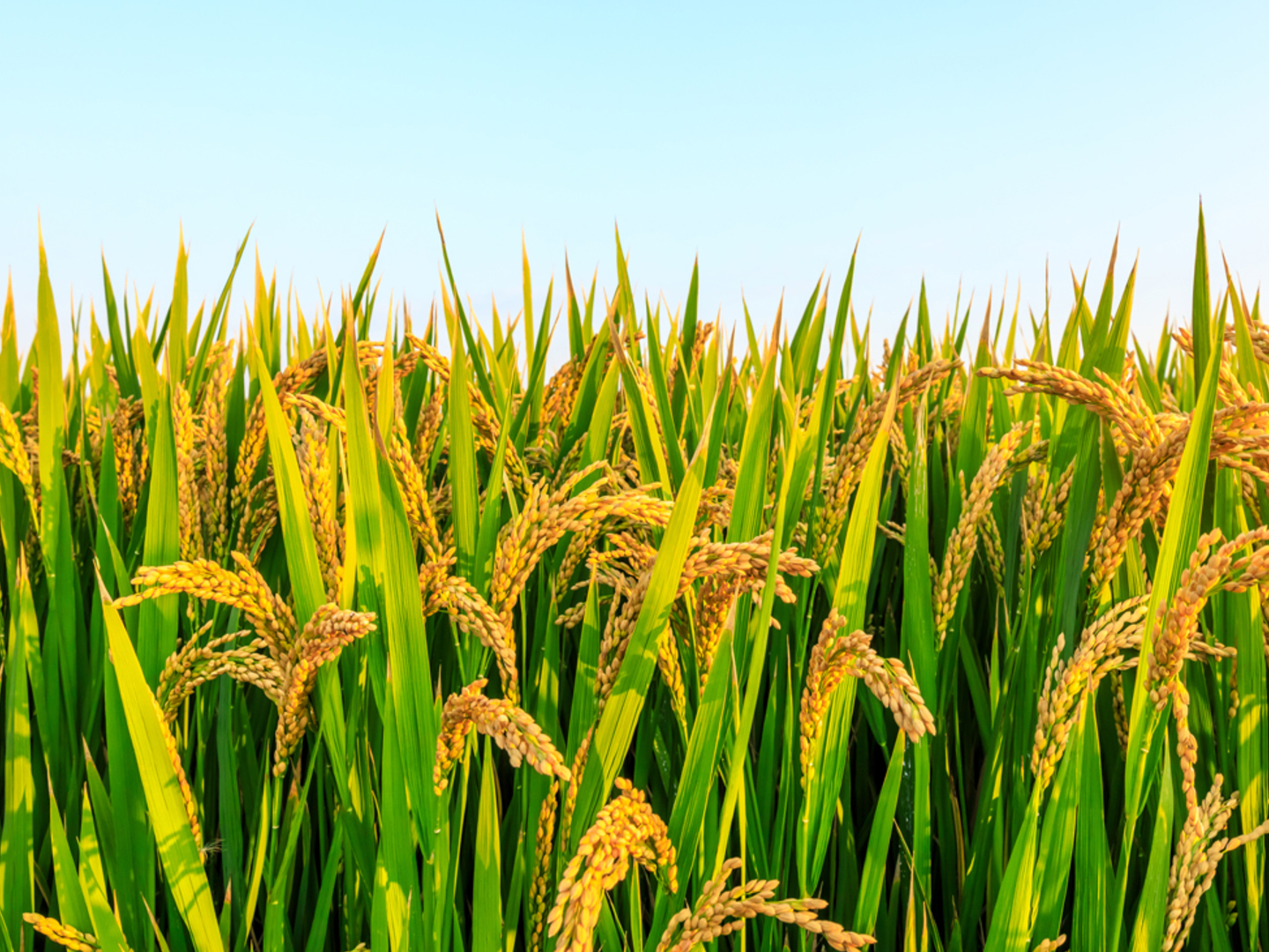 Baoshan Xing and Team Study How To Grow More Nutritious Rice With Less ...